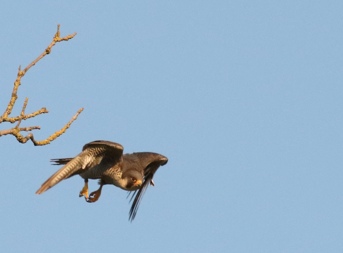 Peregrine falcons in flight (Cambridge, UK) – Alleyn's Nature Adventures