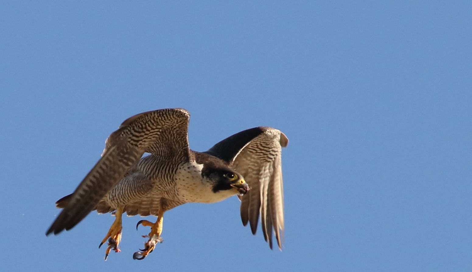 Peregrine falcons in flight (Cambridge, UK) – Alleyn's Nature Adventures